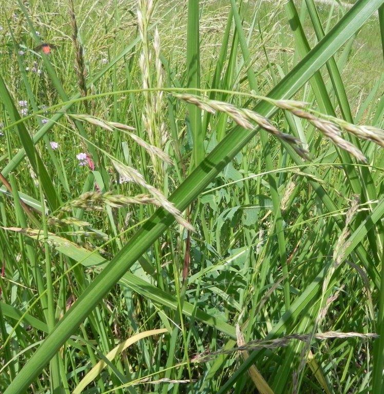 JMF | Invasive Plants