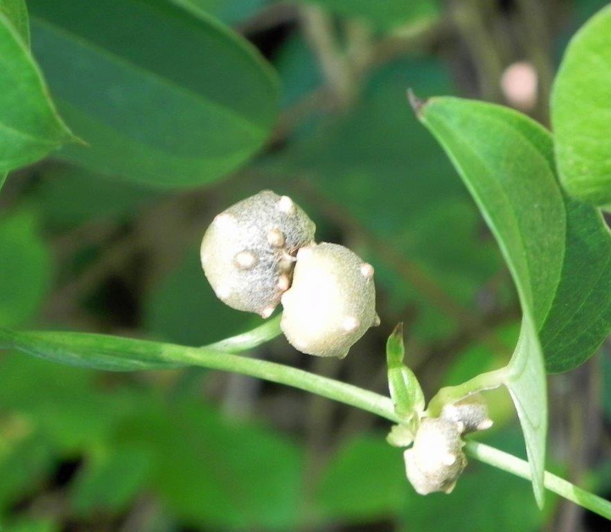 JMF | Invasive Plants