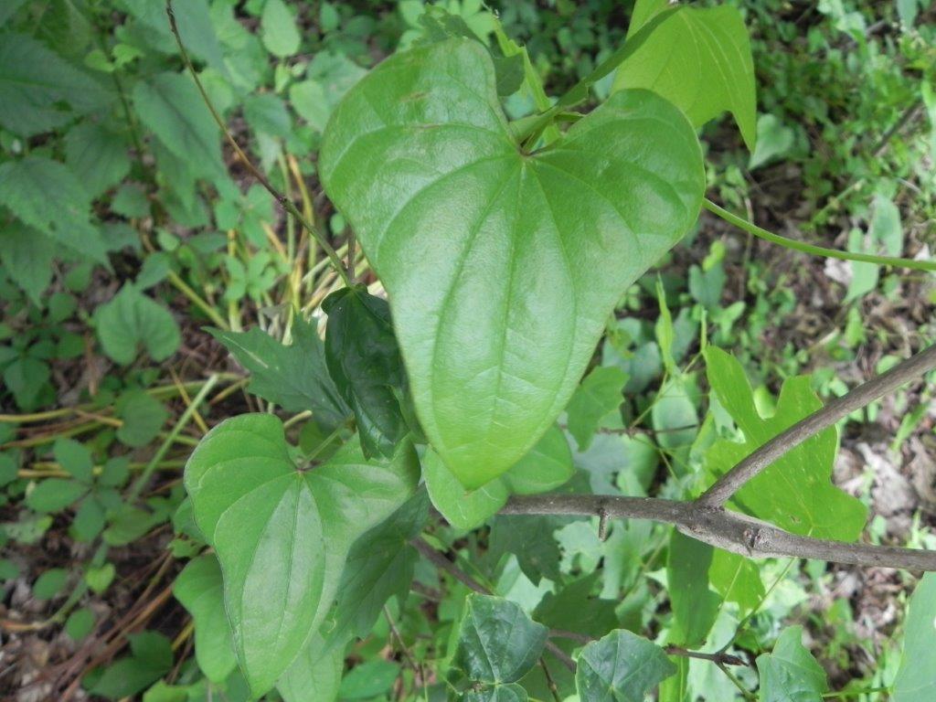 JMF | Invasive Plants