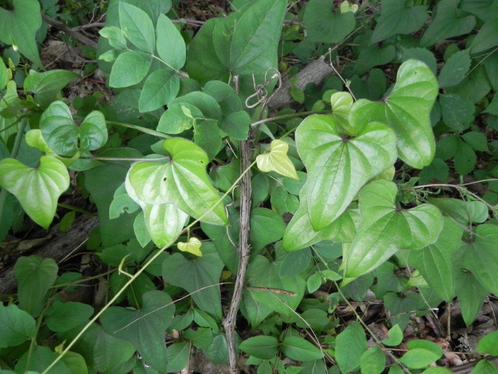 JMF | Invasive Plants