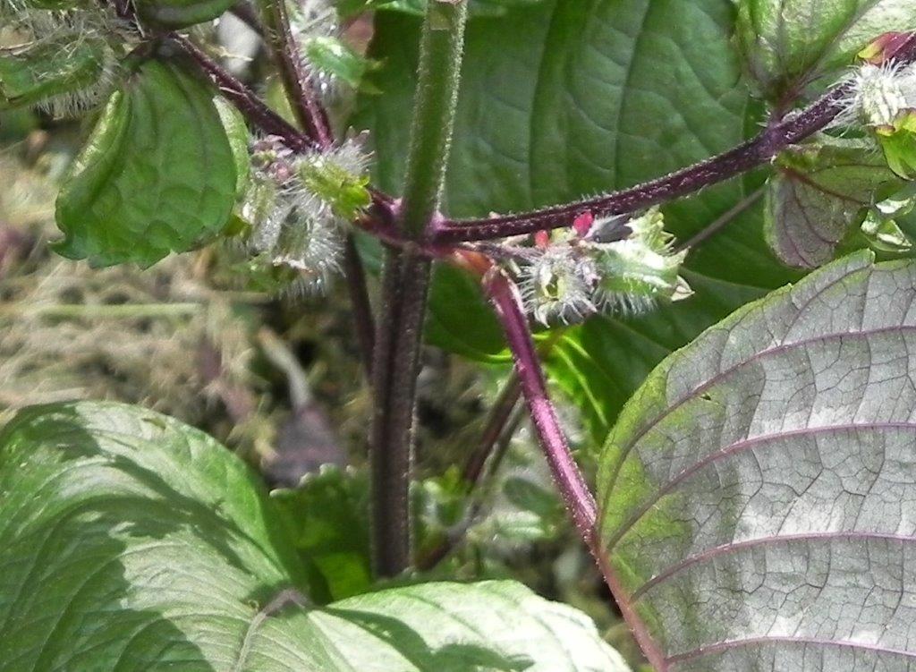 JMF | Invasive Plants