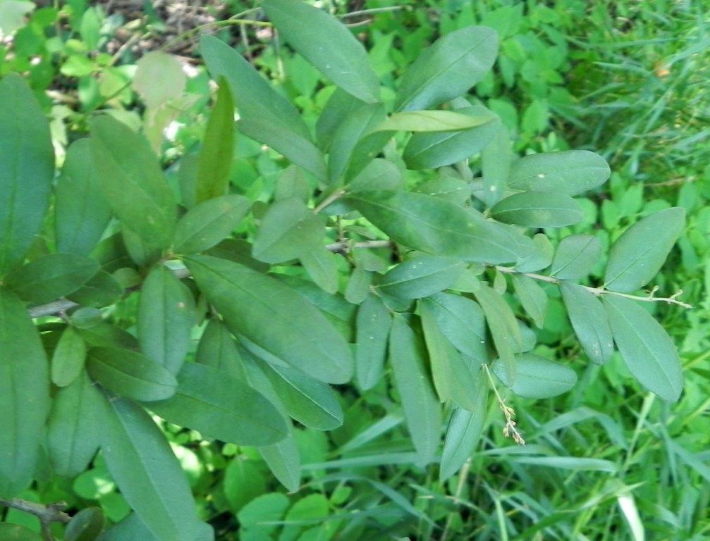 JMF | Invasive Plants