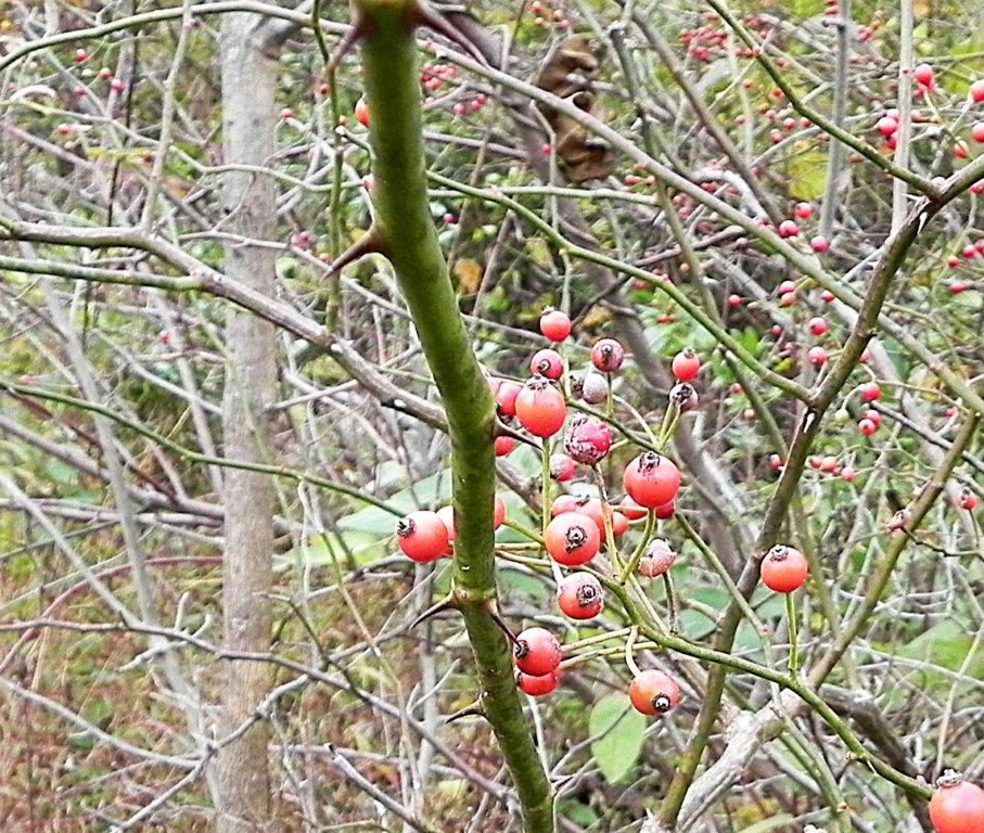 JMF | Invasive Plants