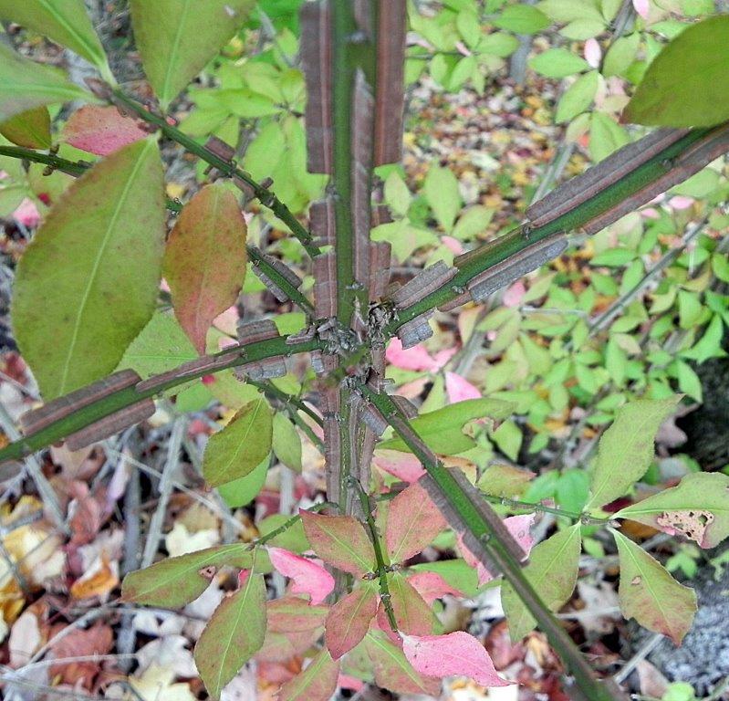 JMF | Invasive Plants