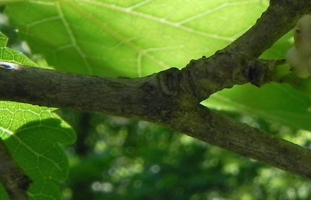 JMF | Invasive Plants