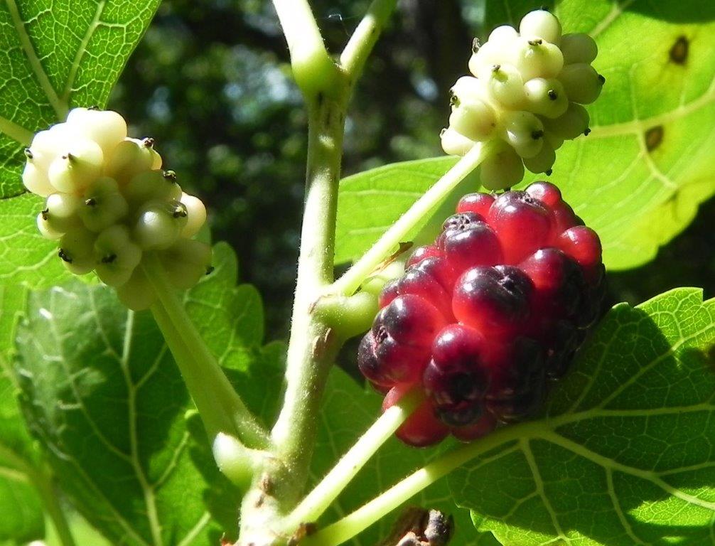 JMF | Invasive Plants