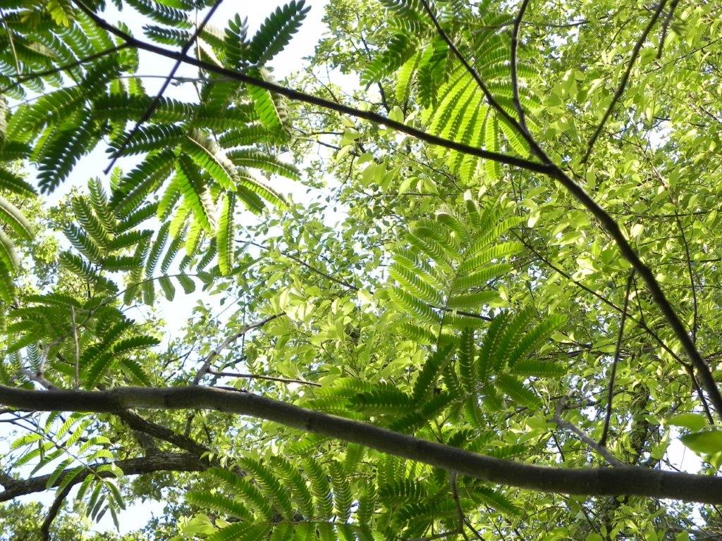 JMF | Invasive Plants