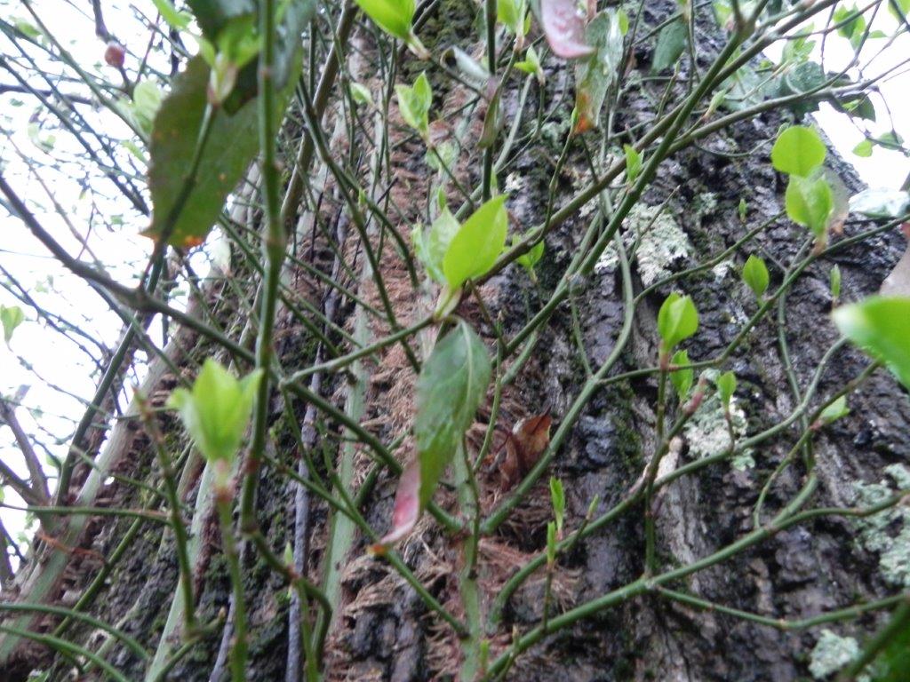 JMF | Invasive Plants